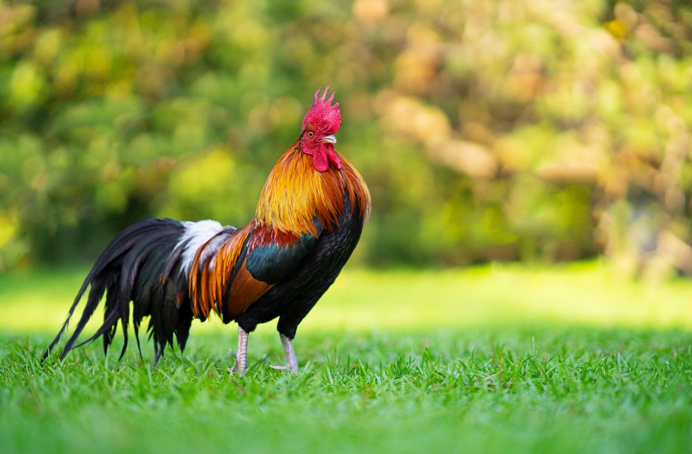 How To Understand The Hadith About Rooster Crowing SeekersGuidance